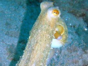 17 Amazing Facts About Octopuses You Can’t Miss - Scuba Legends Dive ...