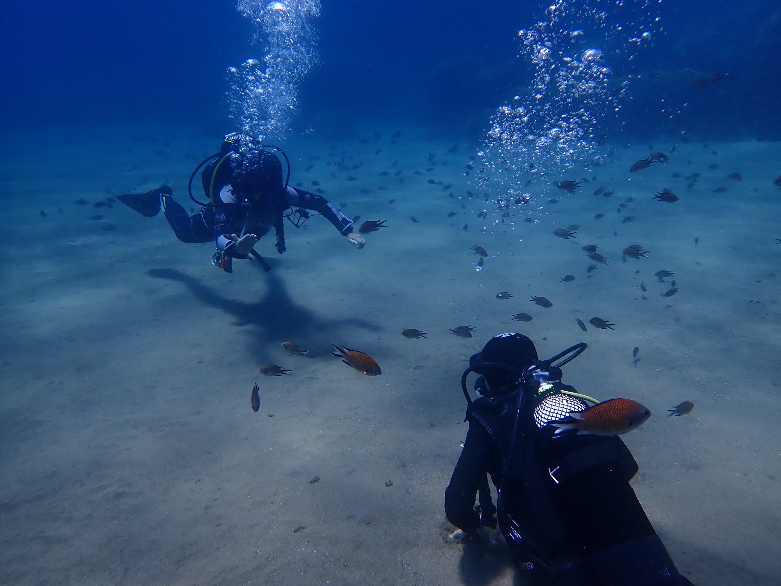 Refresh your Diving Skills in Lanzarote - Scuba Legends